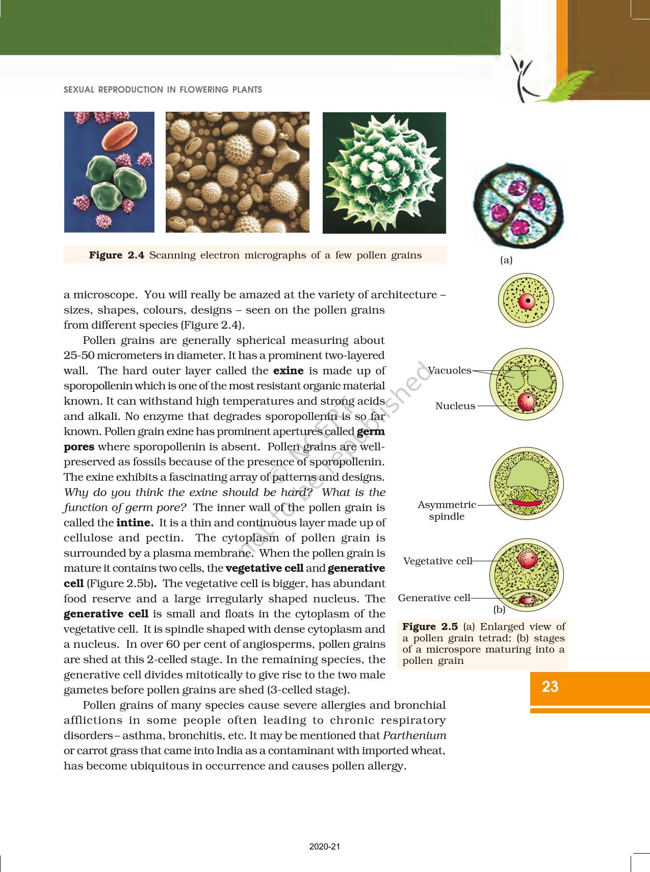 Sexual Reproduction In Flowering Plants Ncert Book Of Class 12 Biology